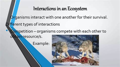 Interactions In An Ecosystempptx