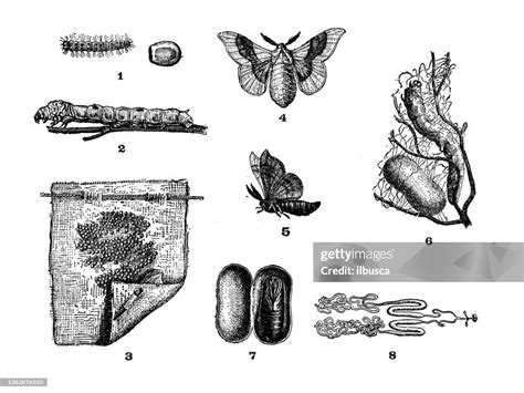 Antique Illustration Bombyx Mori Domestic Silk Moth High Res Vector
