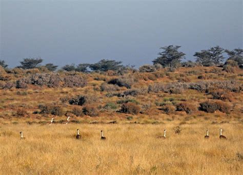 On The Edge Saga Of The Great Indian Bustard Roundglass Sustain