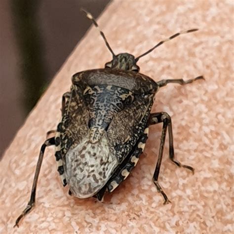 Photo Mottled Shieldbug Rhaphigaster Nebulosa