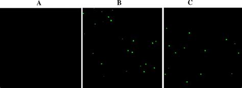 Dcf Da Mediated Ros Production In E Coli A Control B E Coli