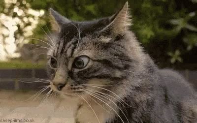 Cat Eyes  Cat Eyes Eyeroll Discover And Share S