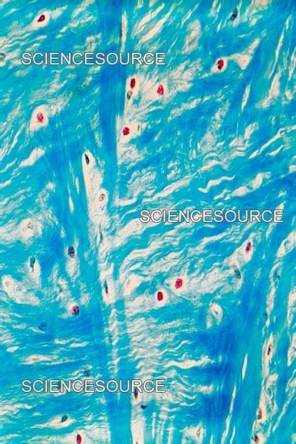 Fibrous Connective Tissue Lm Under A Stock Image Science Source Images