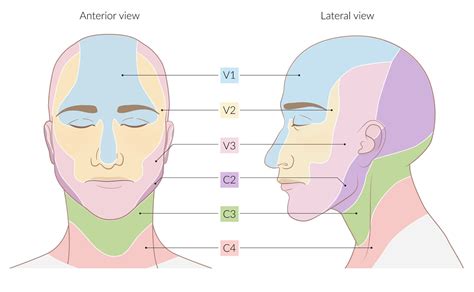 Dermatomes Mycerebellarstrokerecovery