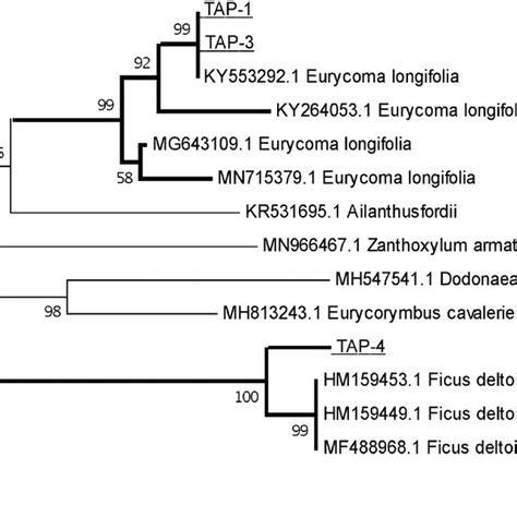 Neighbour Joining Tree Constructed Using Its2 Barcode Region Showing
