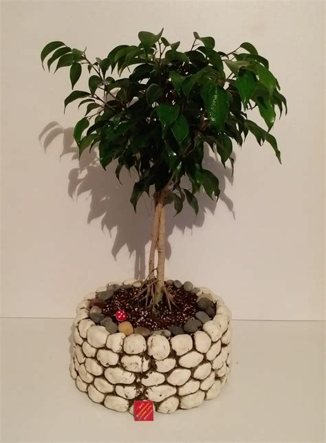 گلدان بونسای بنجامین تبلیغاتی ژمینو کاکتوس