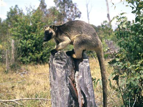 Tree Kangaroo