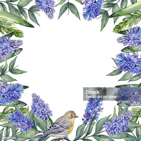 꽃 히아신스 닫힌 새싹 나뭇잎 새가있는 히아신스의 수채화 손으로 그린 요소가있는 미리 만들어진 프레임 0명에 대한 스톡 벡터