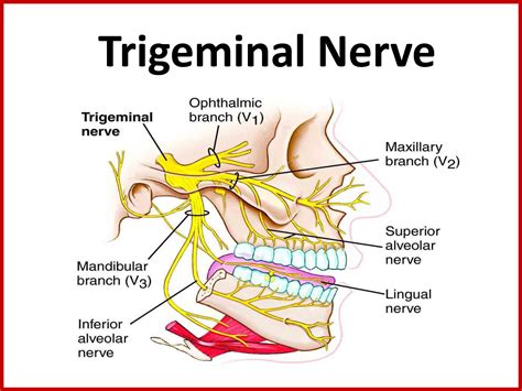 Solution Trigeminal Nerve Studypool