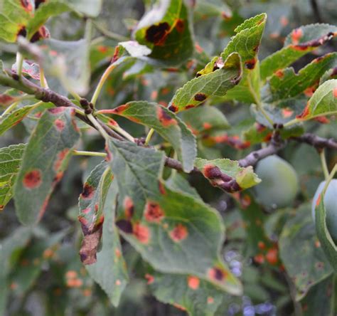 O Boala Periculoasa La Pomii Fructiferi Speciile Samburoase Patarea