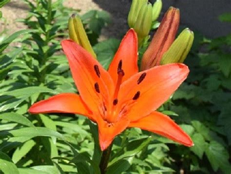 スカシユリ 透百合 花と散歩えいちゃんのブログ