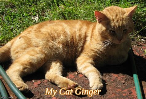 My Cat Ginger Imgflip