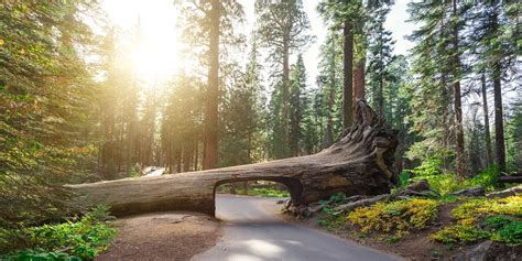 See The Best Of Sequoia And Kings Canyon National Parks Visit California
