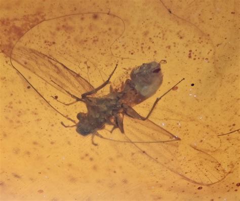 Burmese Amber Fossil Cabochon Detailed Spread Wings Psocopteran Booklice Fossil Insect