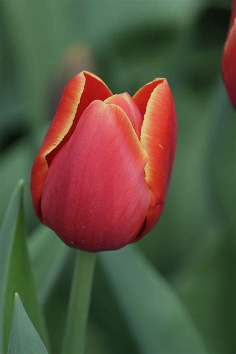 Verandi | Onings Holland Flowerbulbs