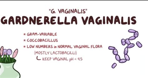 Bacterial Vaginosis Flashcards Quizlet
