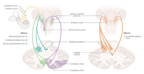 Fastigial Nucleus Pathway