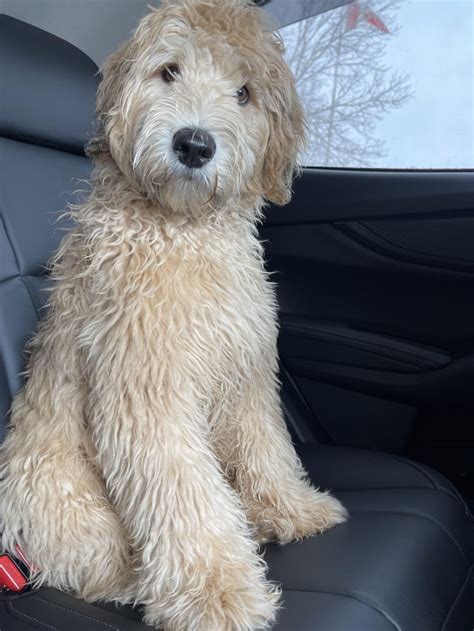 Soft Coated Wheaten Terrier Mix