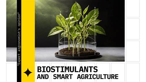 Biostimulants Are Becoming A Cornerstone In The Development Of Precision Agriculture And