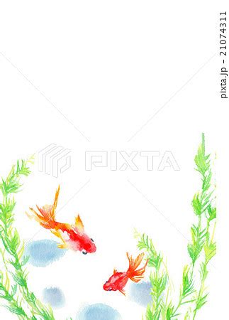 イラスト 暑中見舞い 金魚のイラスト素材 21074311 PIXTA