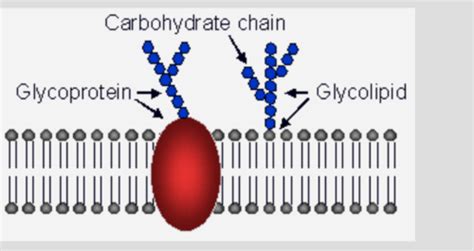 Glycolipid And Glycoprotein
