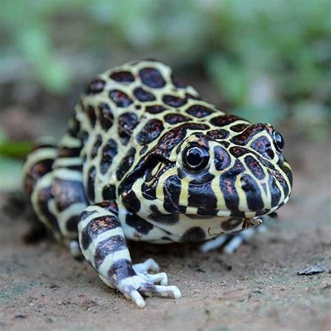 Repost Paraguaysalvaje ・・・ Rana Coralina O Kururu Pytã Uno De Los