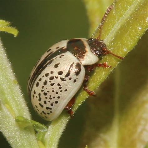 Calligrapha Multipunctata Bugguidenet