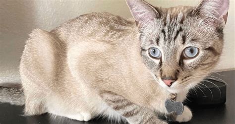 Lynx Point Siamese Cat Breed Description And Care Guide