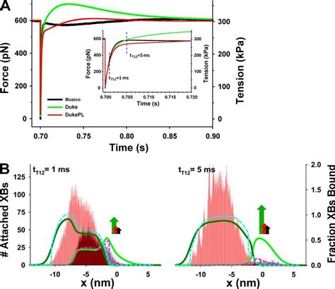 Three State Model Duke Predictions Of T1 − T2 Transitions And