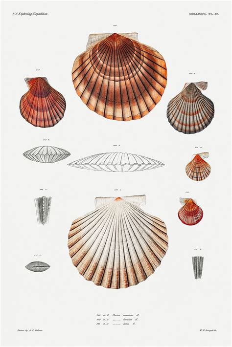 Clam Shell Varieties Set Illustration Free Photo Illustration Rawpixel