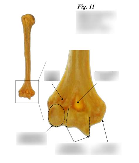 Humerus Distal End Anterior View Diagram Quizlet