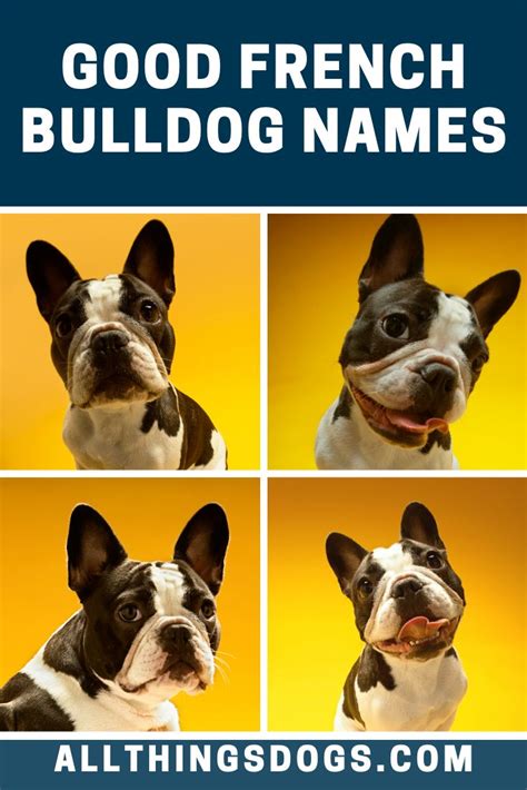 Good French Bulldog Names French Bulldog Names Dog Names French Dog