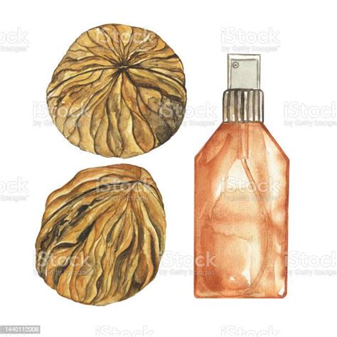 흰색 배경에 격리된 수채화 호두 기름 건강한 디자인을 위한 손 그림 너트와 유리병 가을에 대한 스톡 벡터 아트 및 기타 이미지 가을 갈색 개암나무 Istock