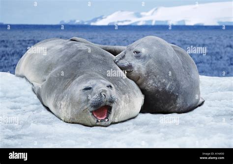 Elephant Seal Happy Feet 2
