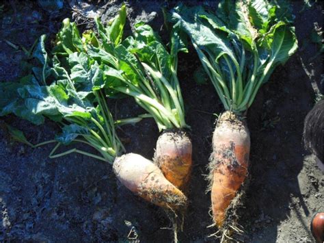 Fodder Beet Seed Nz Vernado — Vernado