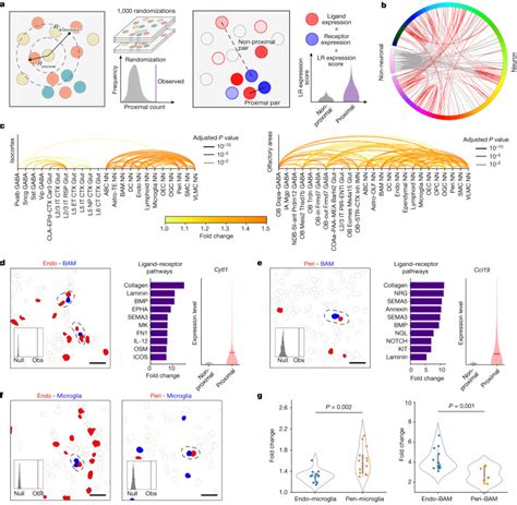 Molecularly Defined And Spatially Resolved Cell Atlas Of The Whole Mouse Brain Pmc