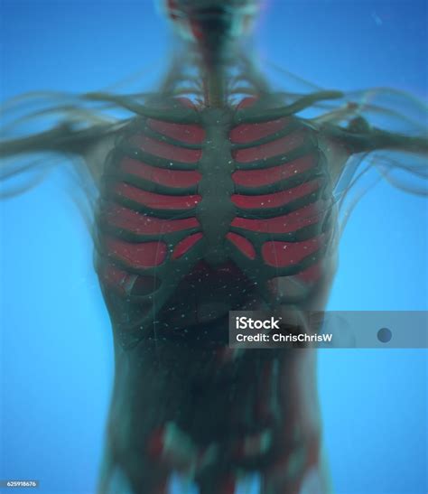 Anatomi Manusia Paruparu Kanker Paruparu Penyakit Rokok Foto Stok Unduh Gambar Sekarang Istock