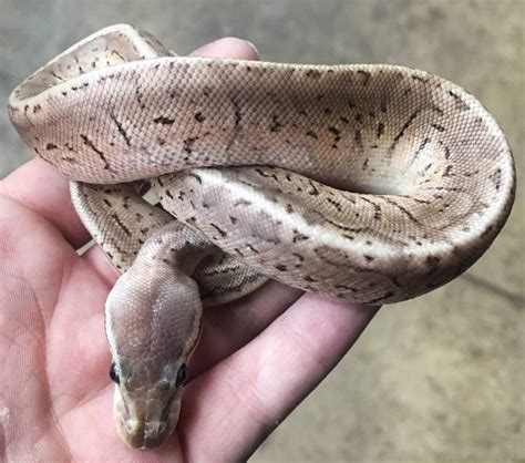 Black Pewter Ball Python