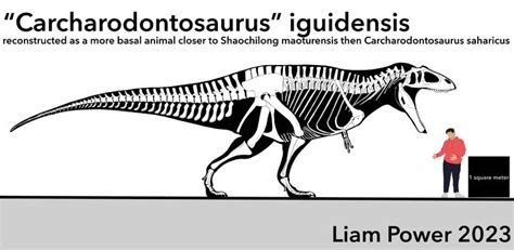 Carcharodontosaurus Iguidensis Skeletal Fandom