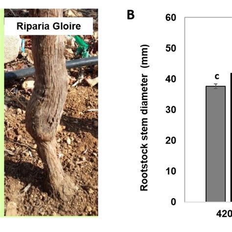Stem Diameter In Grafts Of Vitis Vinifera Cv Cabernet Sauvignon Scions