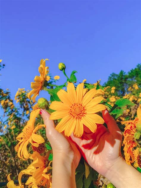 บานสะพรั่งเต็มที่ ทุ่งดอกบัวตองดอยแม่อูคอ แม่ฮ่องสอน