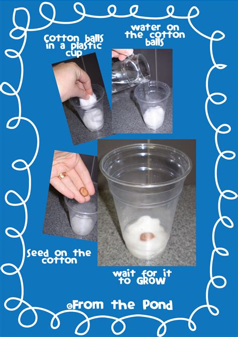 How Does Your Seed Grow From The Pond