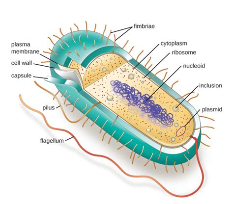 Prokaryotic Cells Tutorial Sophia Learning