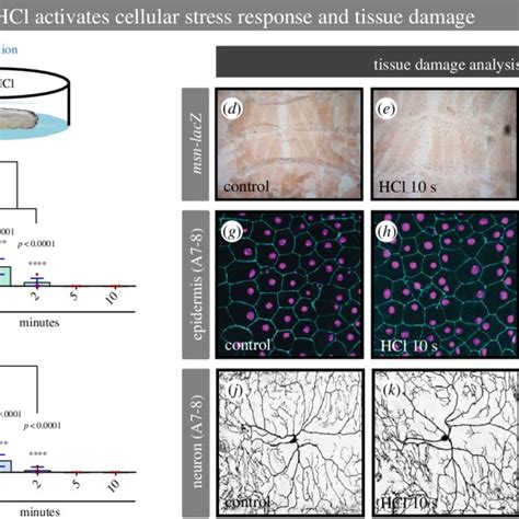 Second Order Interneurons Mediate Chemical Nociception Response A