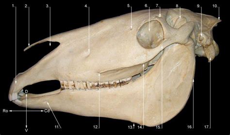 Tête Osseuse Vue Latérale