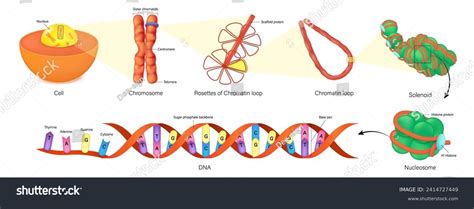 22 Structure Nucleosome Stock Vectors And Vector Art Shutterstock