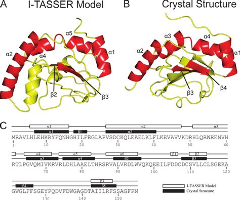 Tertiary And Secondary Structure Comparisons Of The I Tasser Model And Download Scientific