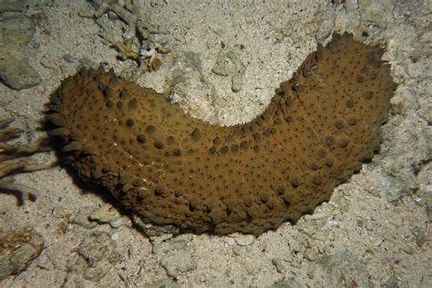 Class Holothuroidea Examples