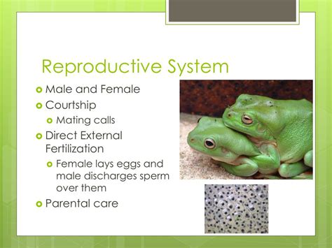 Ppt Echinoderms Powerpoint Presentation Free Download Id 2242123