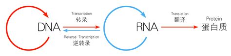 中心法则的所有情况，比如正rna，负rna他们具体的中心法则内容是什么？ 知乎